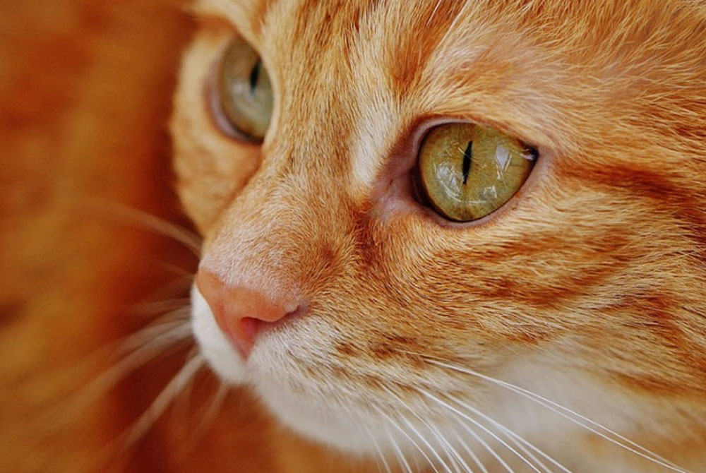 5 Common Health Problems In Senior Cats Vet In Jacksonville Animal 5 Common Health Problems In Senior Cats Vet In Jacksonville Animal